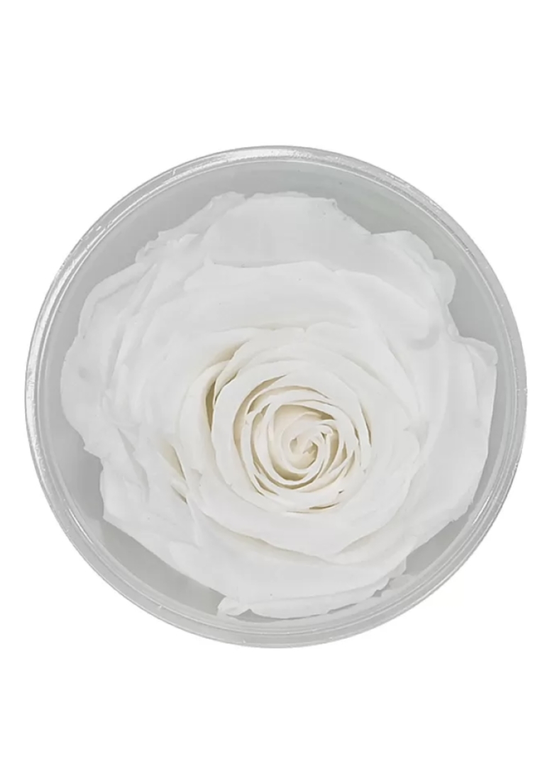 Скандинавски мъх | Цени | Арт и Крафт Материали | Art, Home & Decor